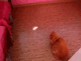 cat-chasing-light-gif – Live & Learn