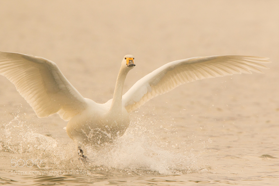 Swan – Live & Learn