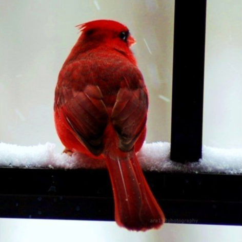 fireflies in the blood – Live & Learn