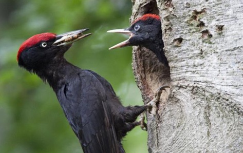 Happy Bird Father’s Day (Miracle, all of it) – Live & Learn