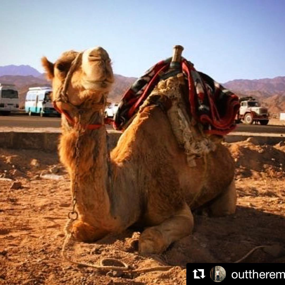 hump-day-wednesday-camel – Live & Learn