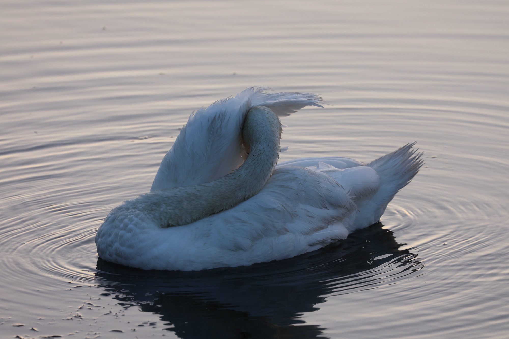 Live & Learn – I can't sleep…